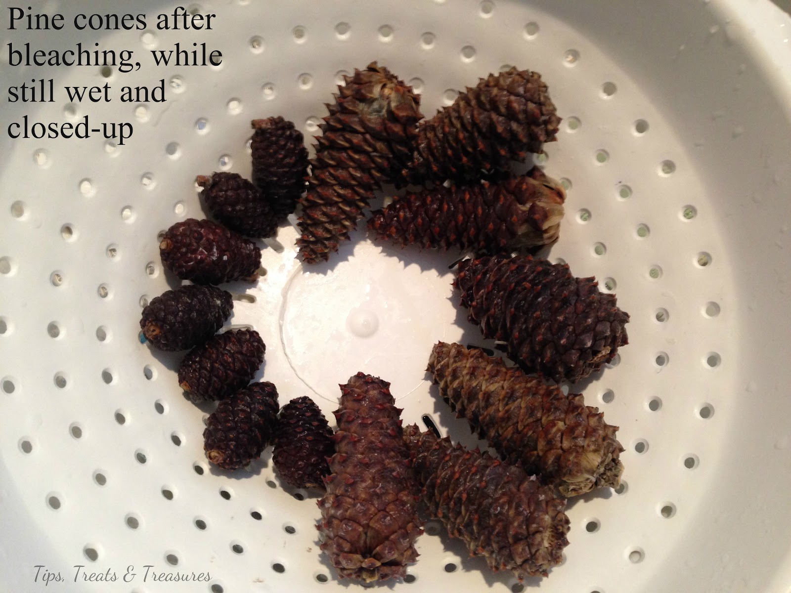 Tips, Treats & Treasures: How to lighten Pine Cones