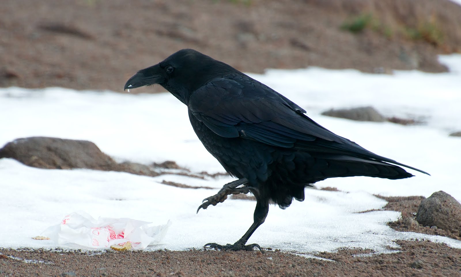NW Bird Blog: Common Raven