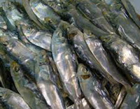 DRIED HERRING - Dried fish sellers