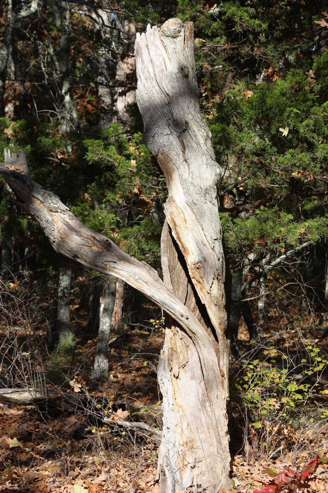 The Birds & The Bees: Fall Treasure Hunts