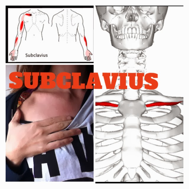 The Hip Joint: Subclavius Muscle