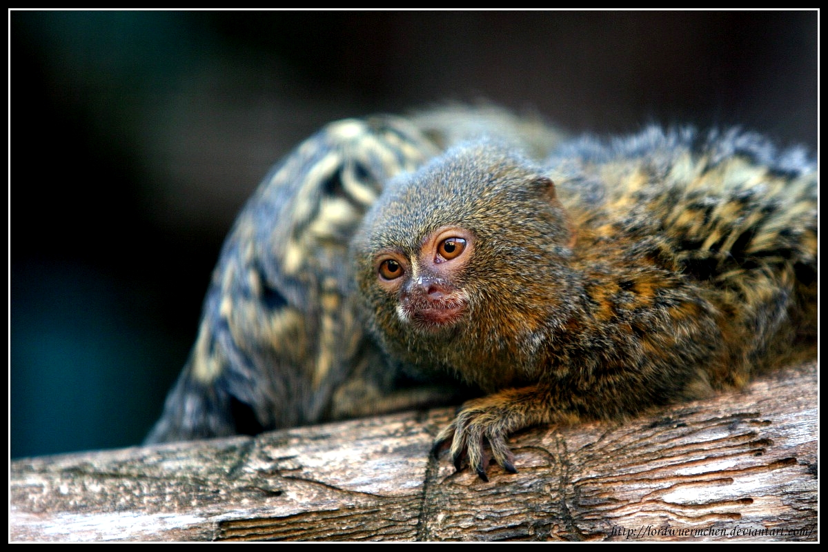 Cute Baby Pygmy Marmosets