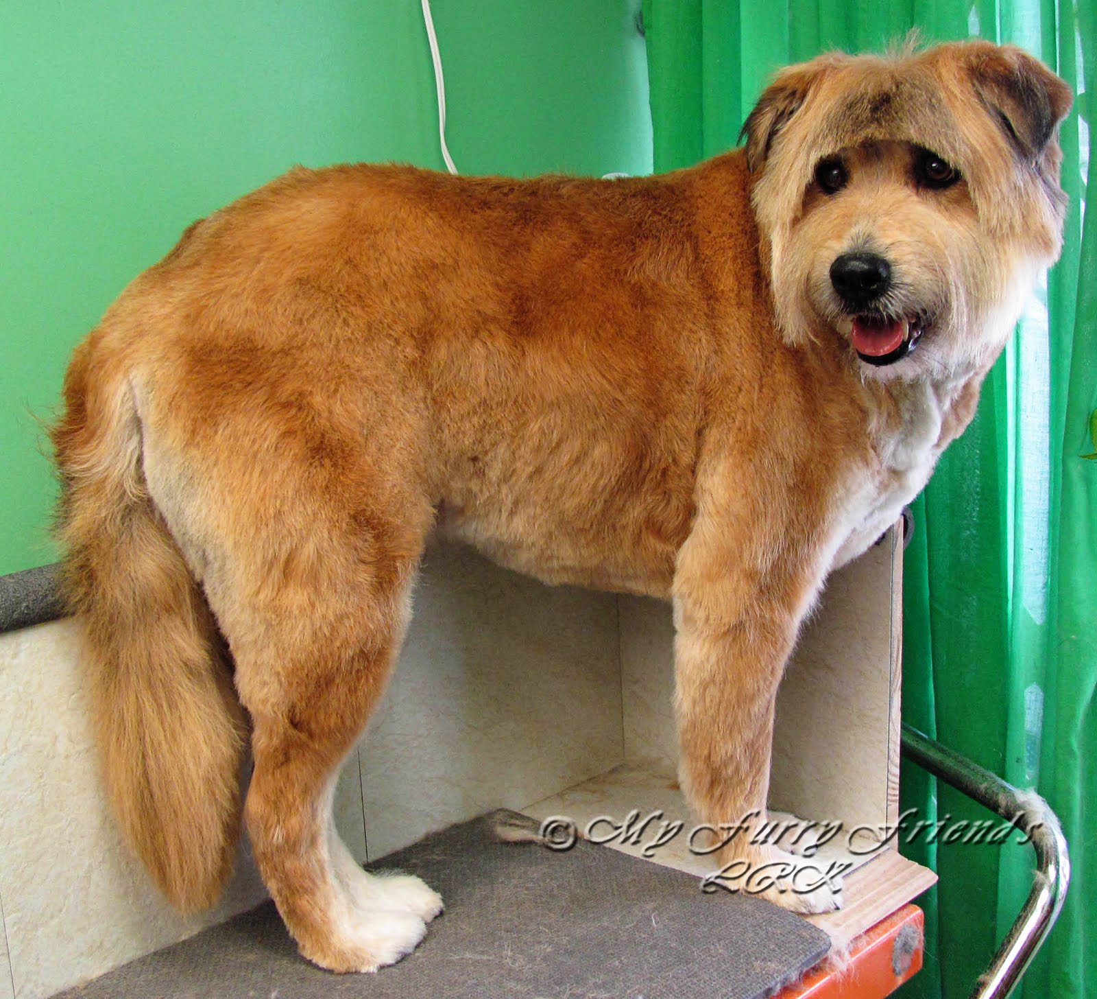 How Often Should You Groom A Terrier Mix