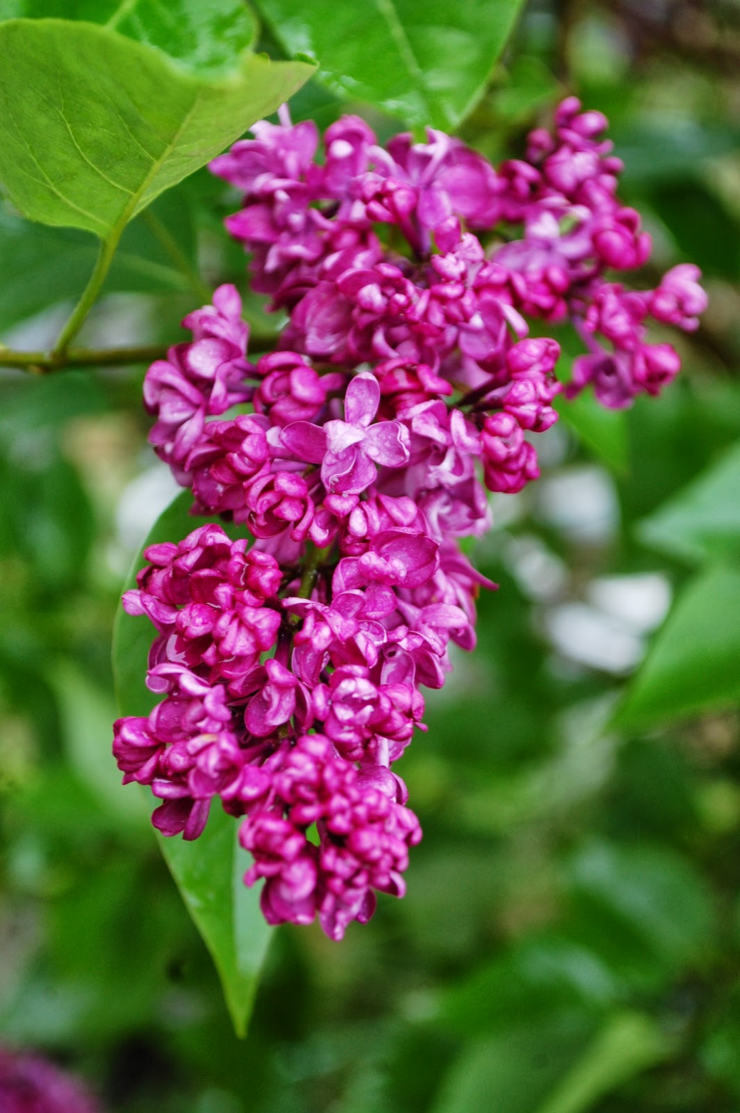 Sprouts: May is Lilac Here in New England