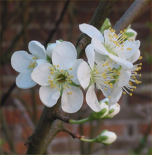 Zaštita šljive: Početna