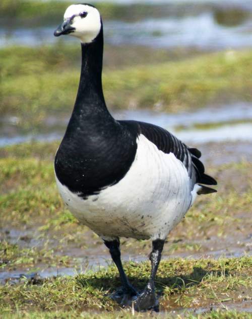 Barnacle goose images | Birds of India | Bird World