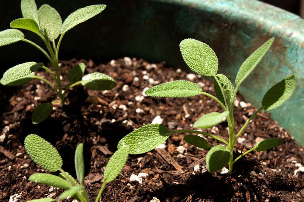 Broad-Leaf Sage ~ Adventures in Gardening Pohnpei, Micronesia