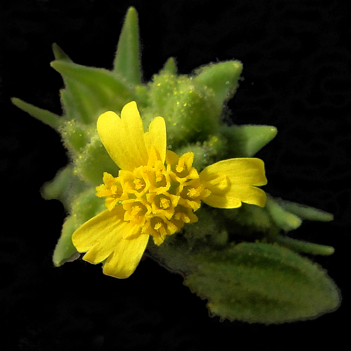 slatsz wildflower plant list 2011