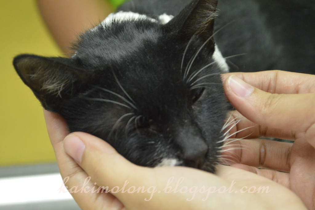 Susulan Berita Terkini Si Tompok, Kucing Yang Cedera Parah Di Leher ...