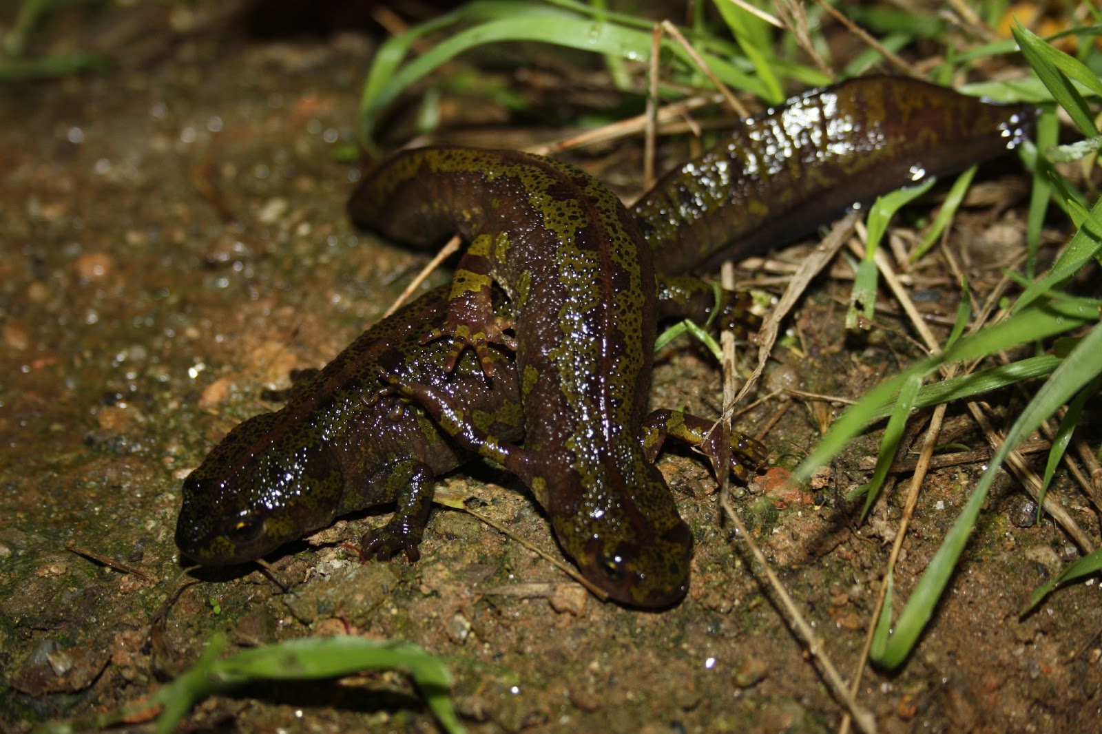 Anfíbios em Portugal: Tritão marmorado