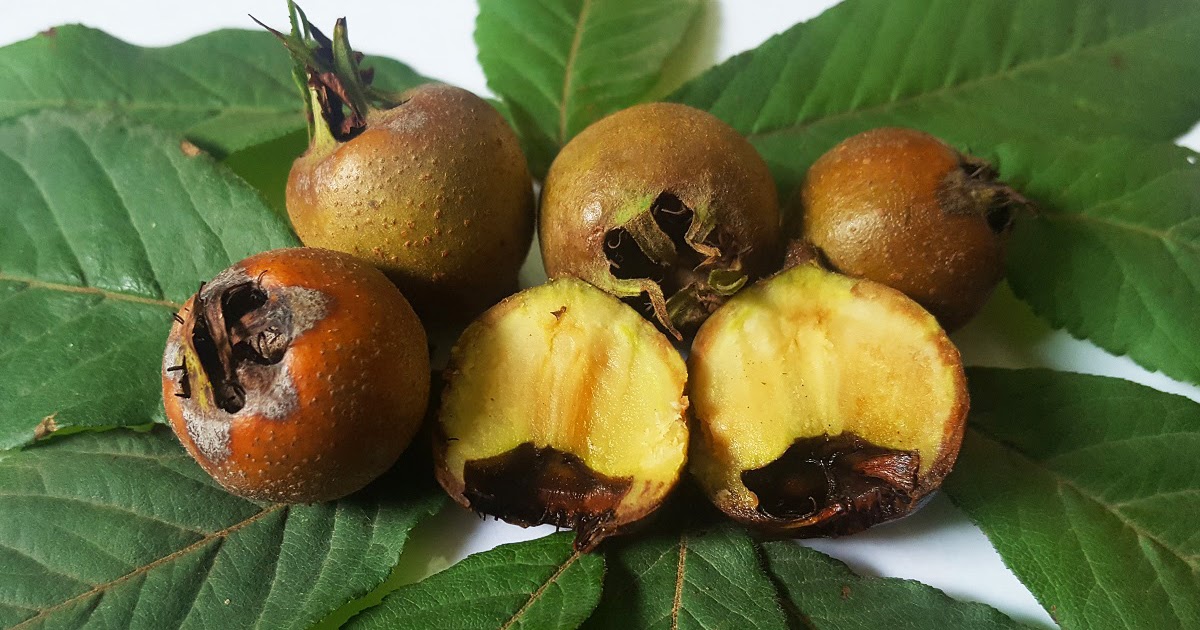 Viveiro Ciprest - Plantas Nativas e Exóticas: Nespoli Italiano ...