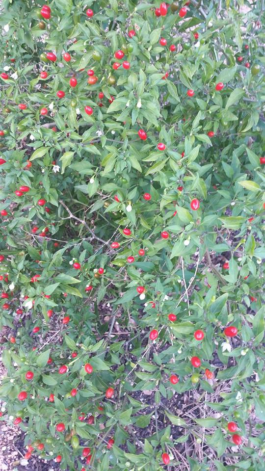 Chili Pequin, Capsicum annuum - Wildflower School of Botanical Medicine