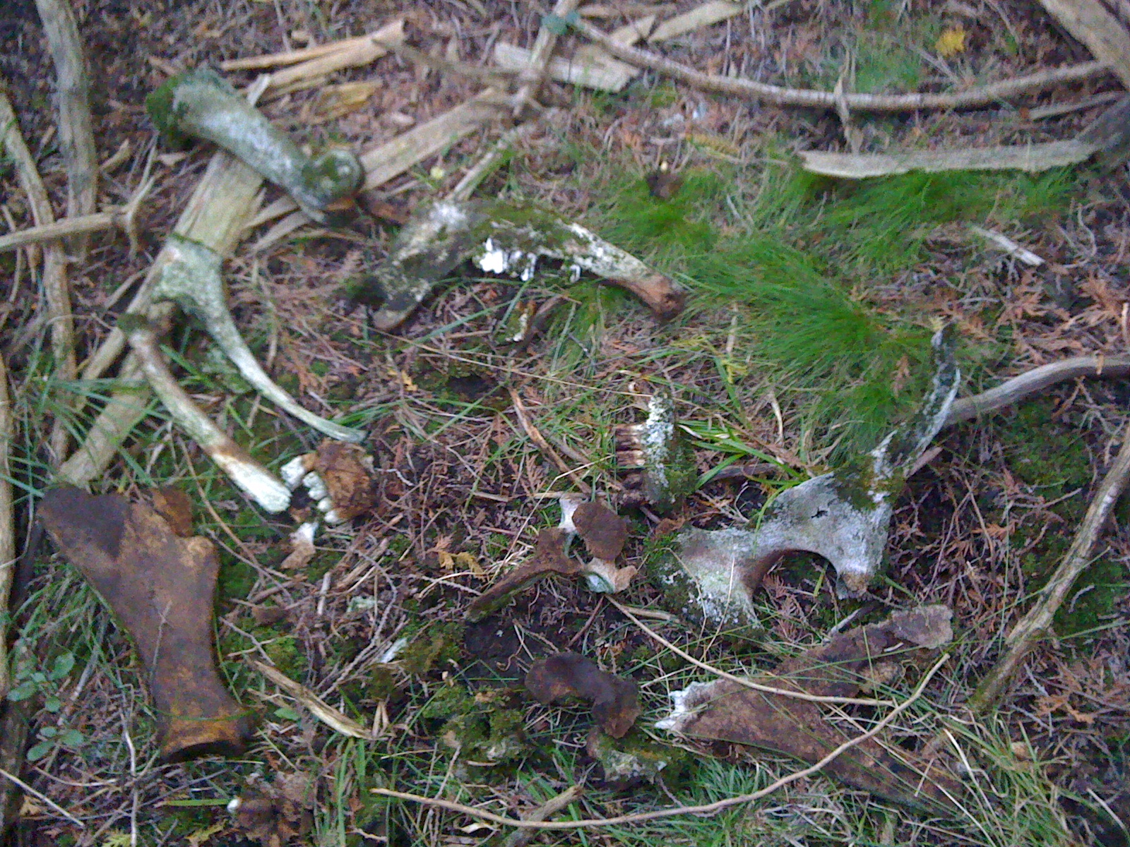 The Animal Bone Yard