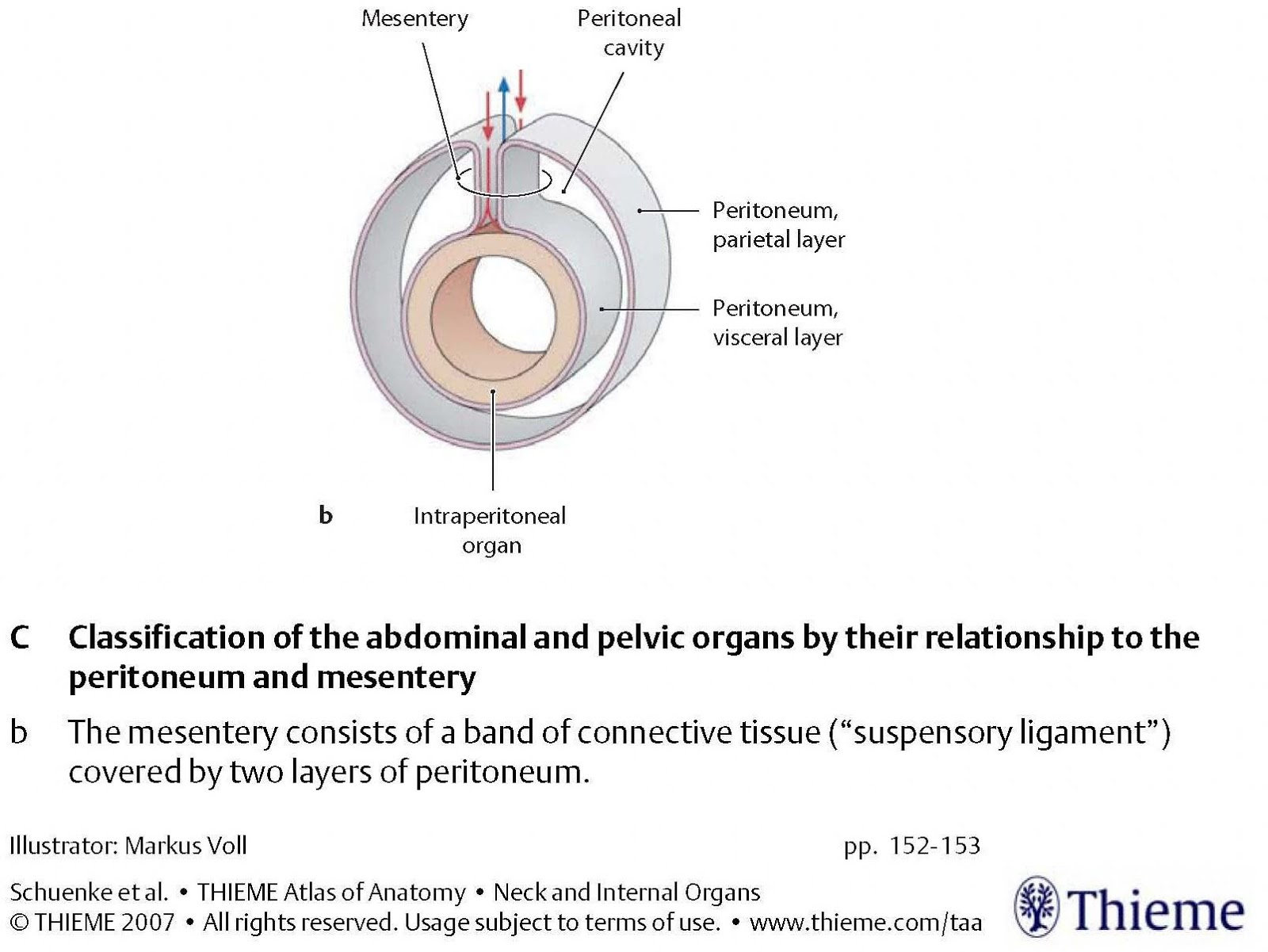 Anatòmics: QUÈ ÉS EL FLAT?