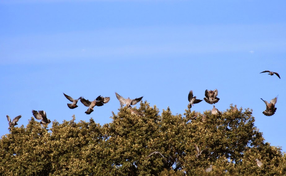 TERRITORIO NATURAL: torcaces en La Moraña