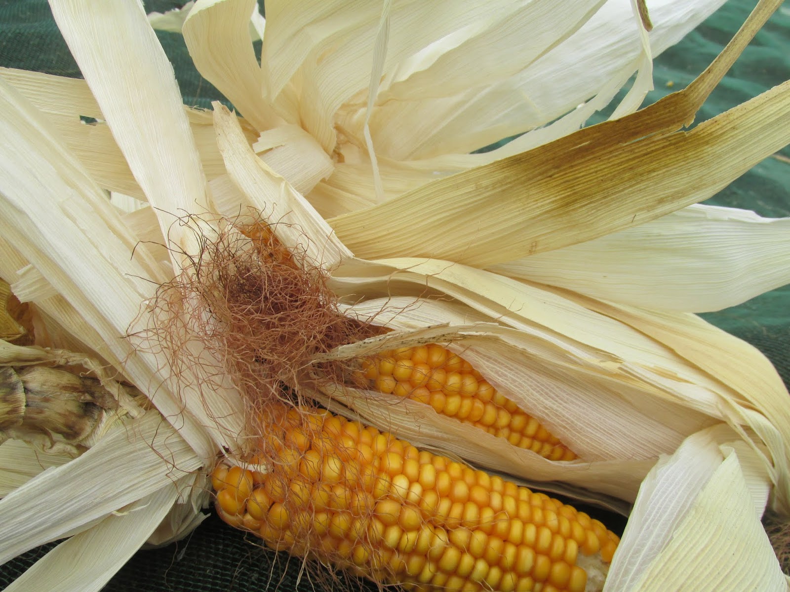 Terramanhada: Como cultivar milho