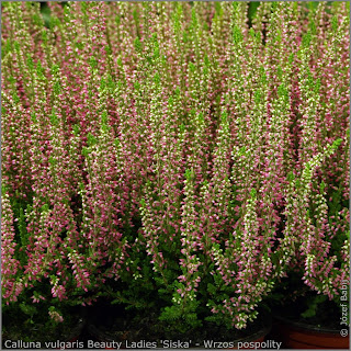 Plant Gallery - Encyklopedia Roślin: Calluna vulgaris species and ...