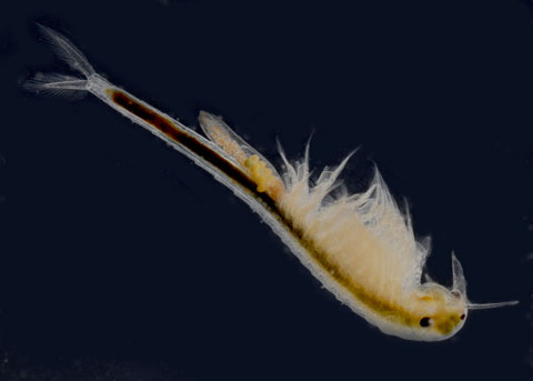 Bio227-3: Vernal Pool Fairy Shrimp