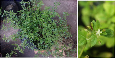 Indigenous Vegetables at a Glance: Papait