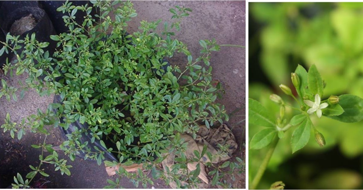 Indigenous Vegetables at a Glance: Papait