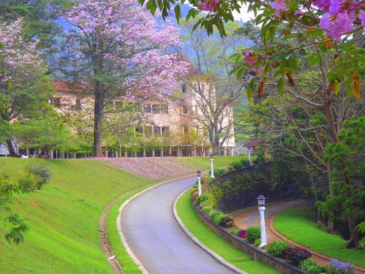 Flowering Peradeniya University - Techgozip