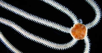 Ophiuroidea (Ofiuroides)