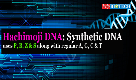 Hachimoji DNA : Synthetic DNA Created, which uses P, B, Z & S along ...