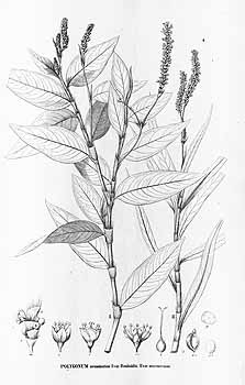 PLANT FAMILIES OF PUERTO RICO AND FLORIDA PAPO VIVES: POLYGONÁCEAE NUM ...