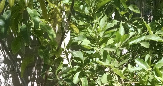 Desert Valley Orchard: Edgar Mango