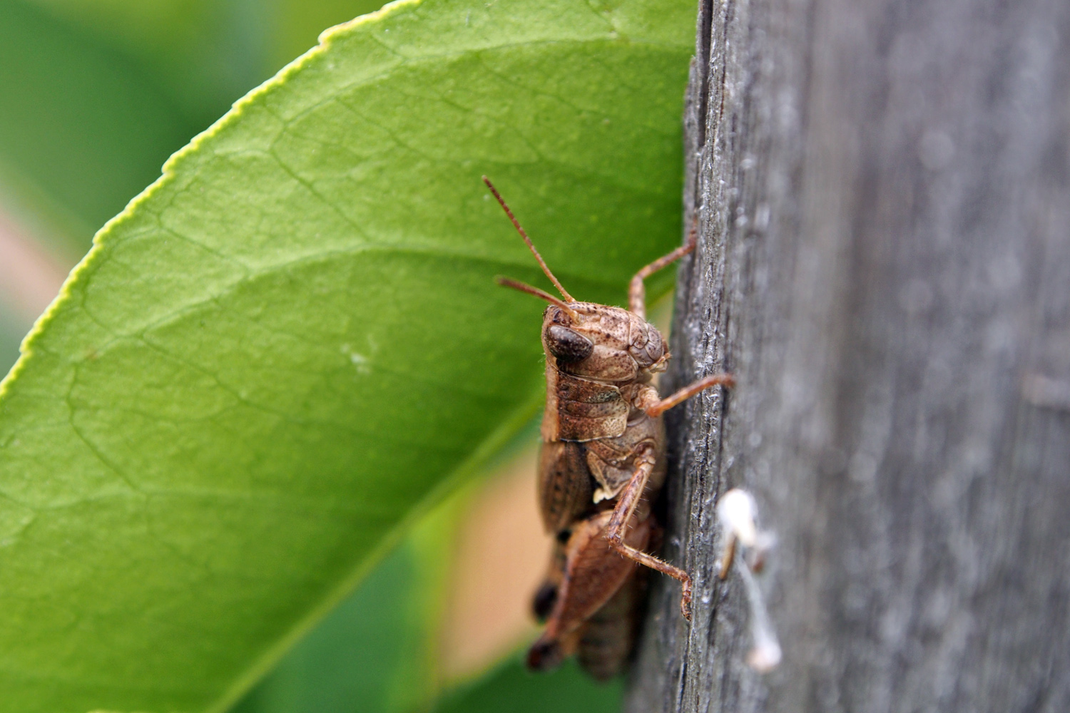Joel Bramley Photography: The things you can find in the garden