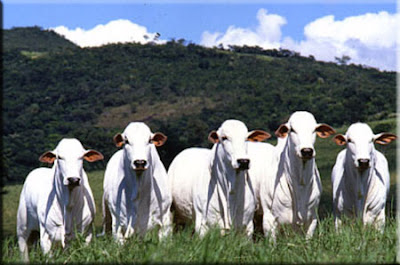 ganado de engorde: GANADO DE ENGORDE NELORE