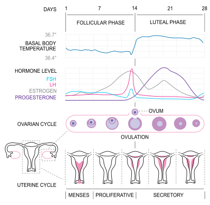 TRi*Tawn: In-Depth Hormone Testing and The Value of Monitoring BBT ...