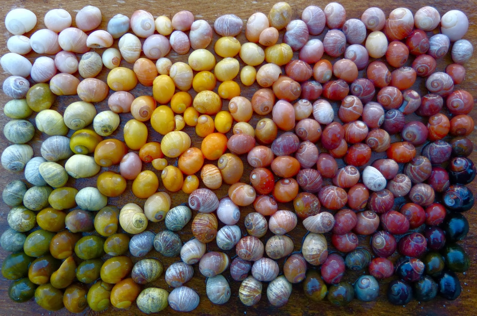 A Kilchoan Diary: Flat Periwinkles