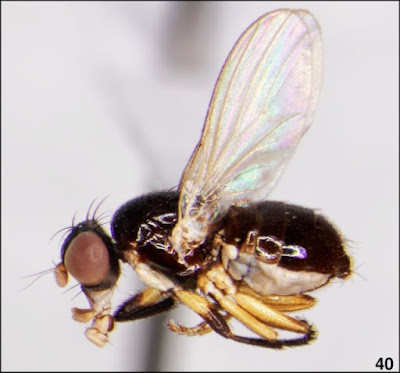 Variety of Life: Piophilidae