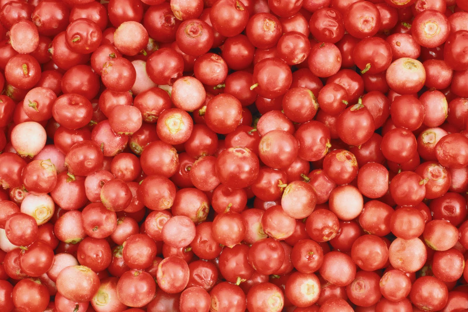 Wallpaper - Photo and Images