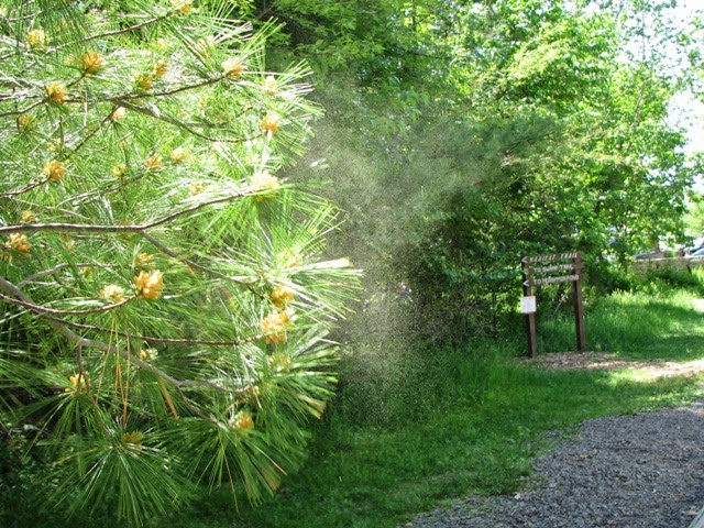 Pollinators: Before there were flowers: Wind Pollination