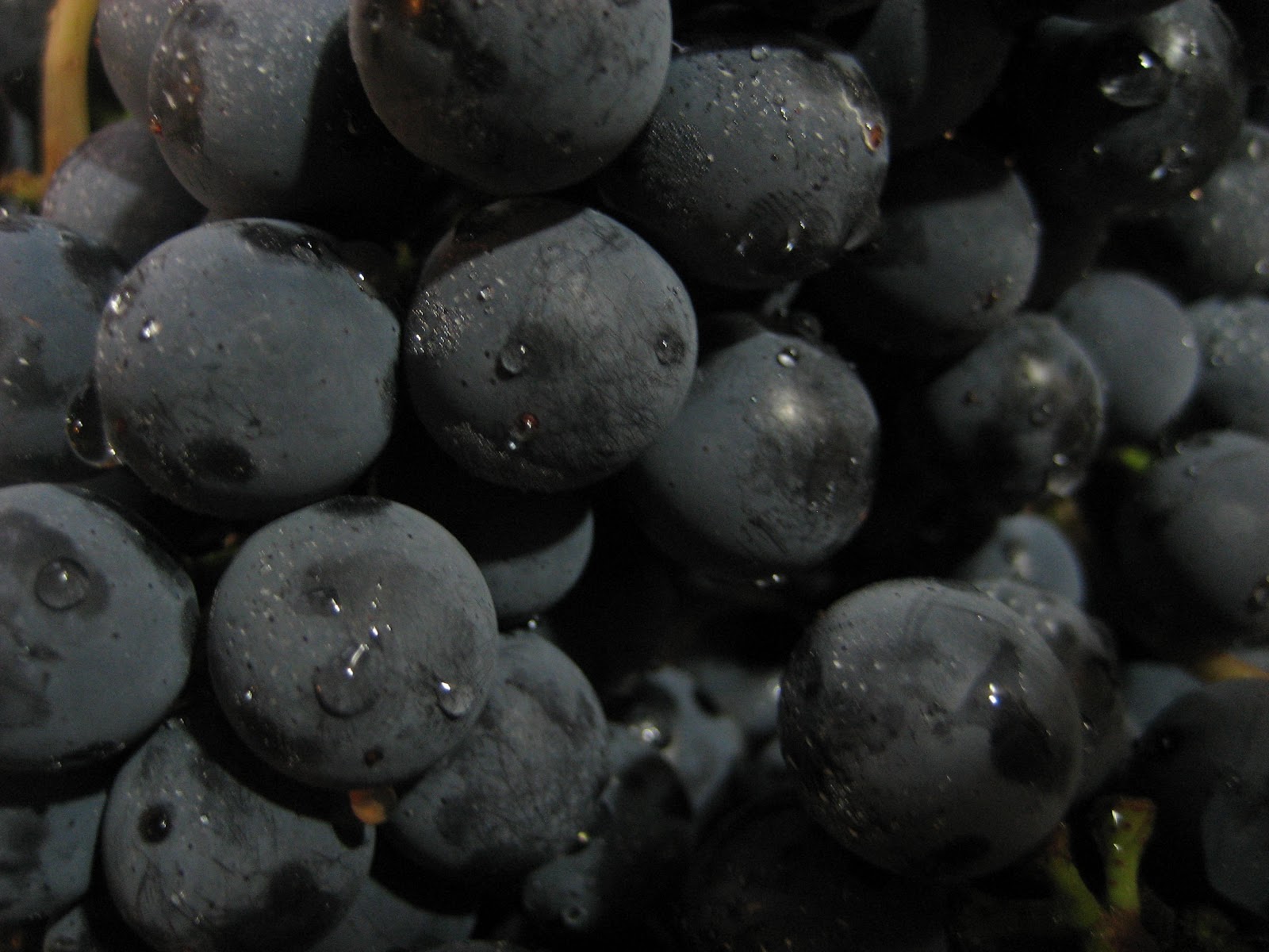 Teacher, Baker, Gourmet Meal Maker: The Great Grape Pie Experiment