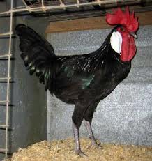 WEBSITE PENGHOBI AYAM: Ayam Eropa