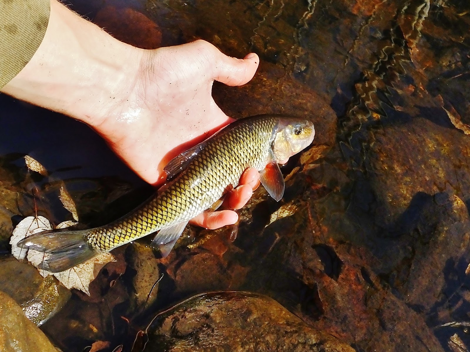 Connecticut Fly Angler: Looking for a Big Fallfish