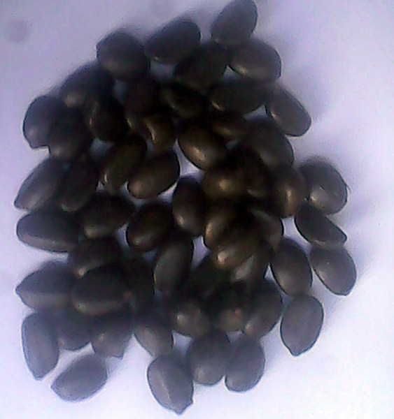 Budidaya Aren : Aren Dari A Sampai Z Dalam Foto