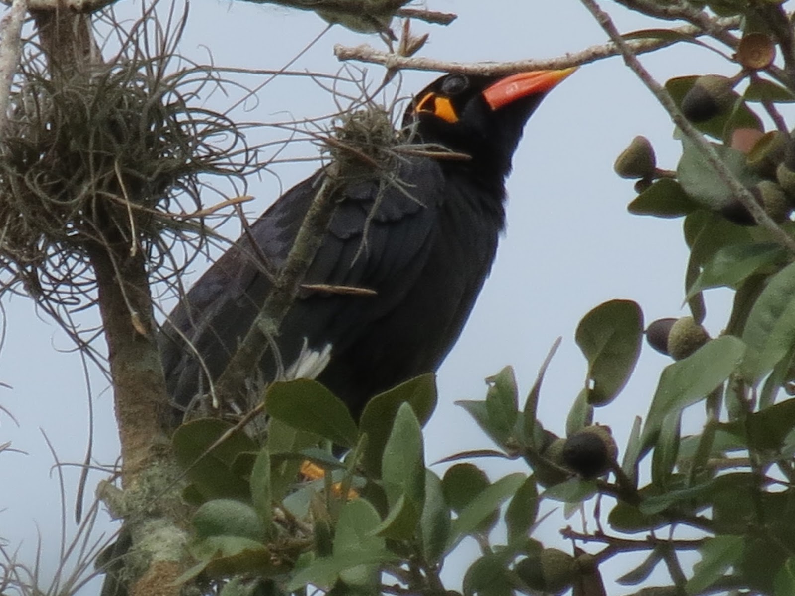 Viewing nature with Eileen: Common Hill Myna