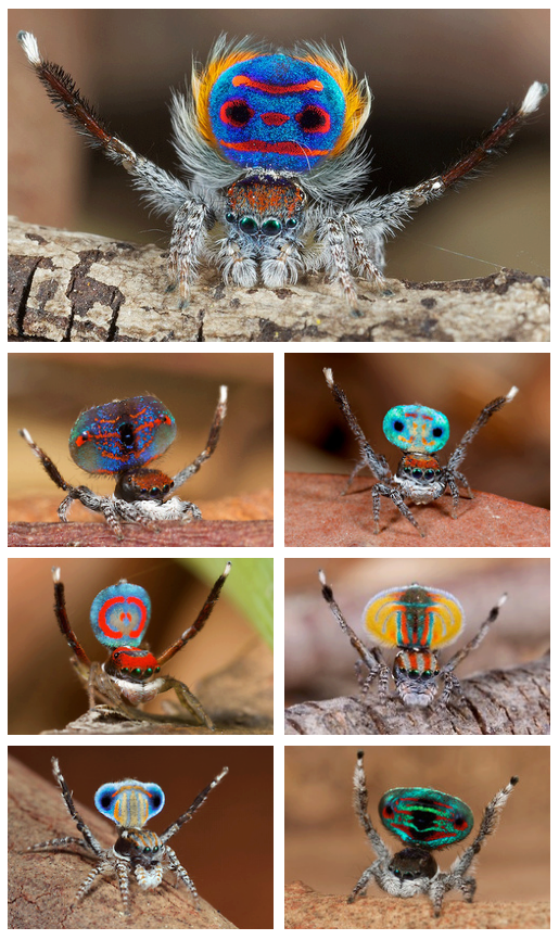 Amazing Peacock Spider of Australia : Very Beautiful and Colorful ...