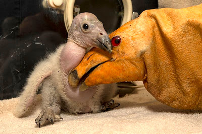 Faszination Geier: Das erste Kalifornische Kondor Küken der Saison