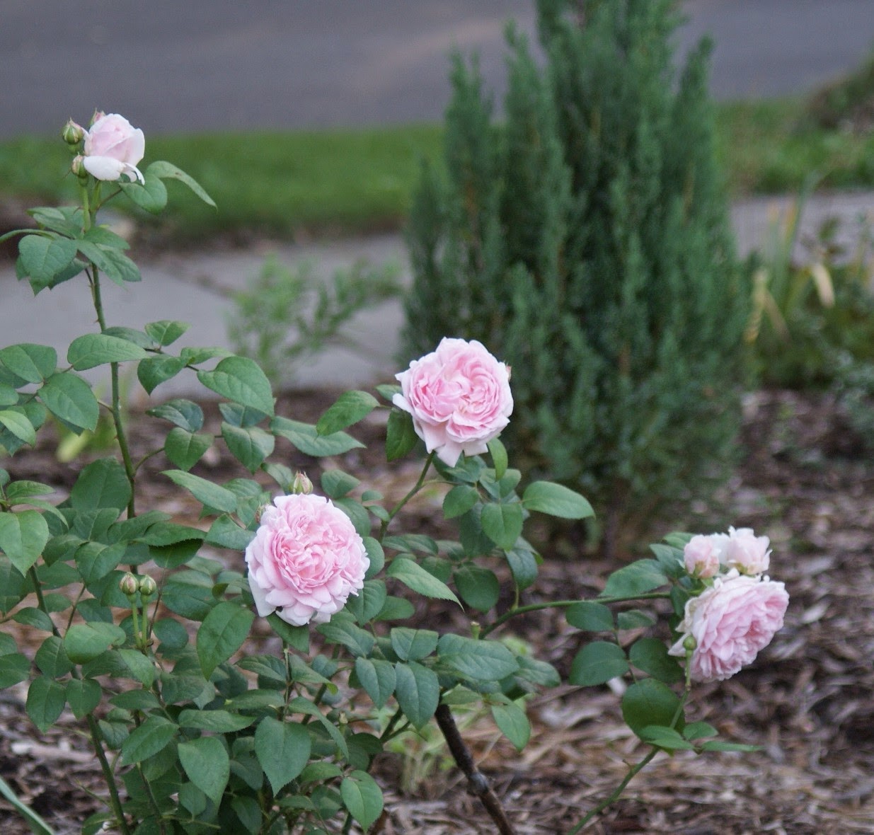 Visit My Garden: Evergreen Shrubs