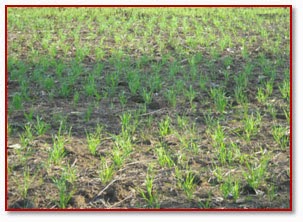 Development Professional : Case Study on System of Wheat intensification