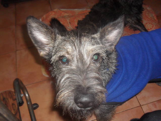 Adoptándonos: Gary, lindo perro barbincho color gris en adopción