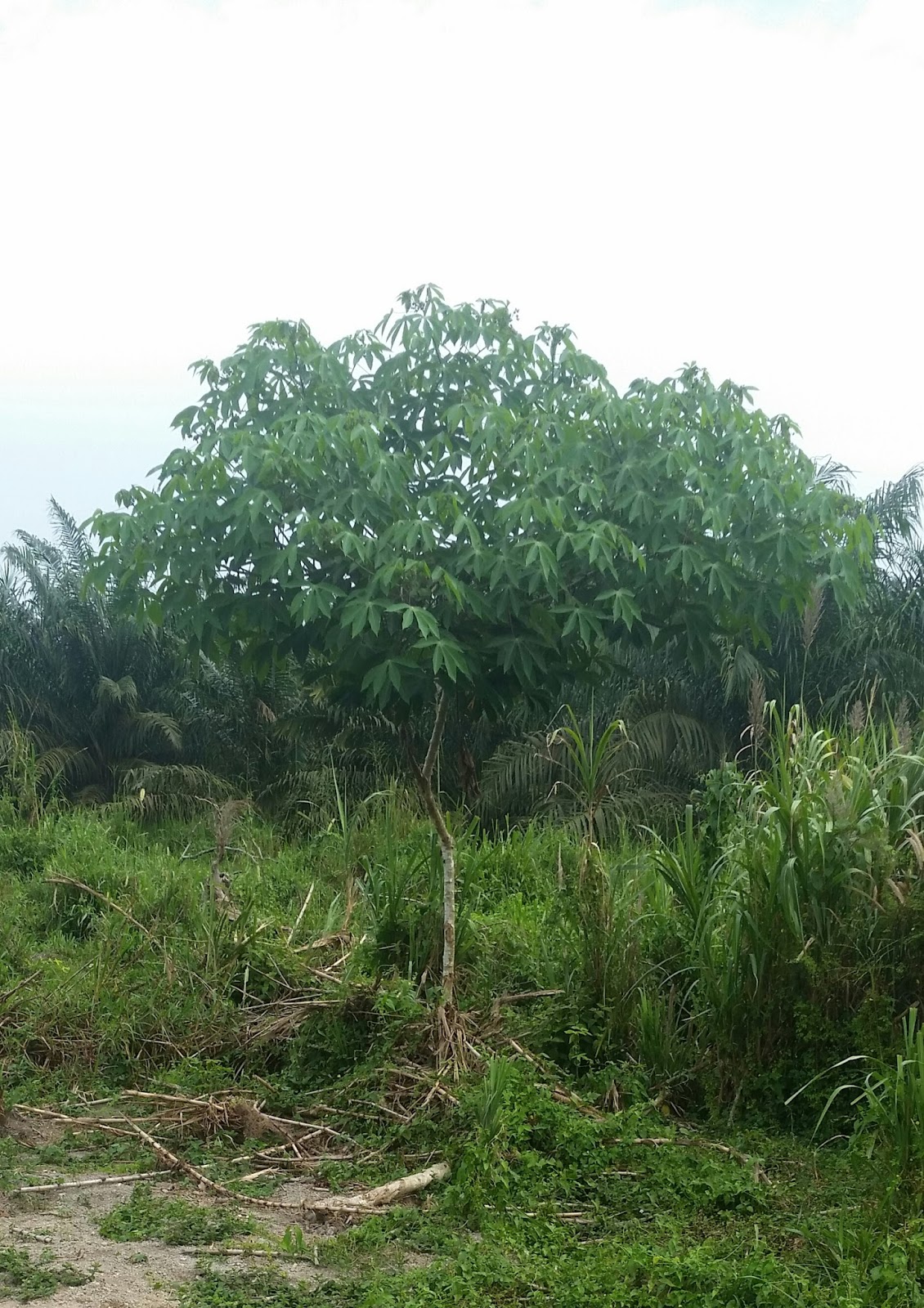 Warisan Petani: Pokok Ubi Gajah.