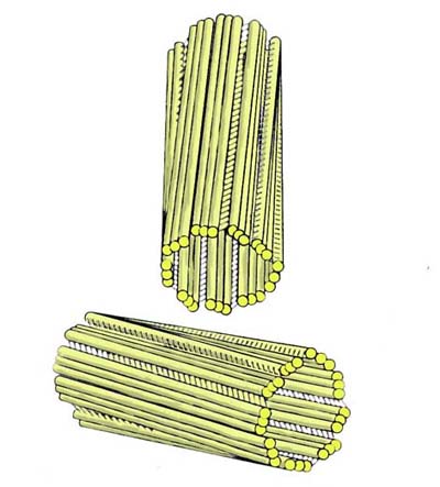 Biología: la ciencia de la vida: La célula
