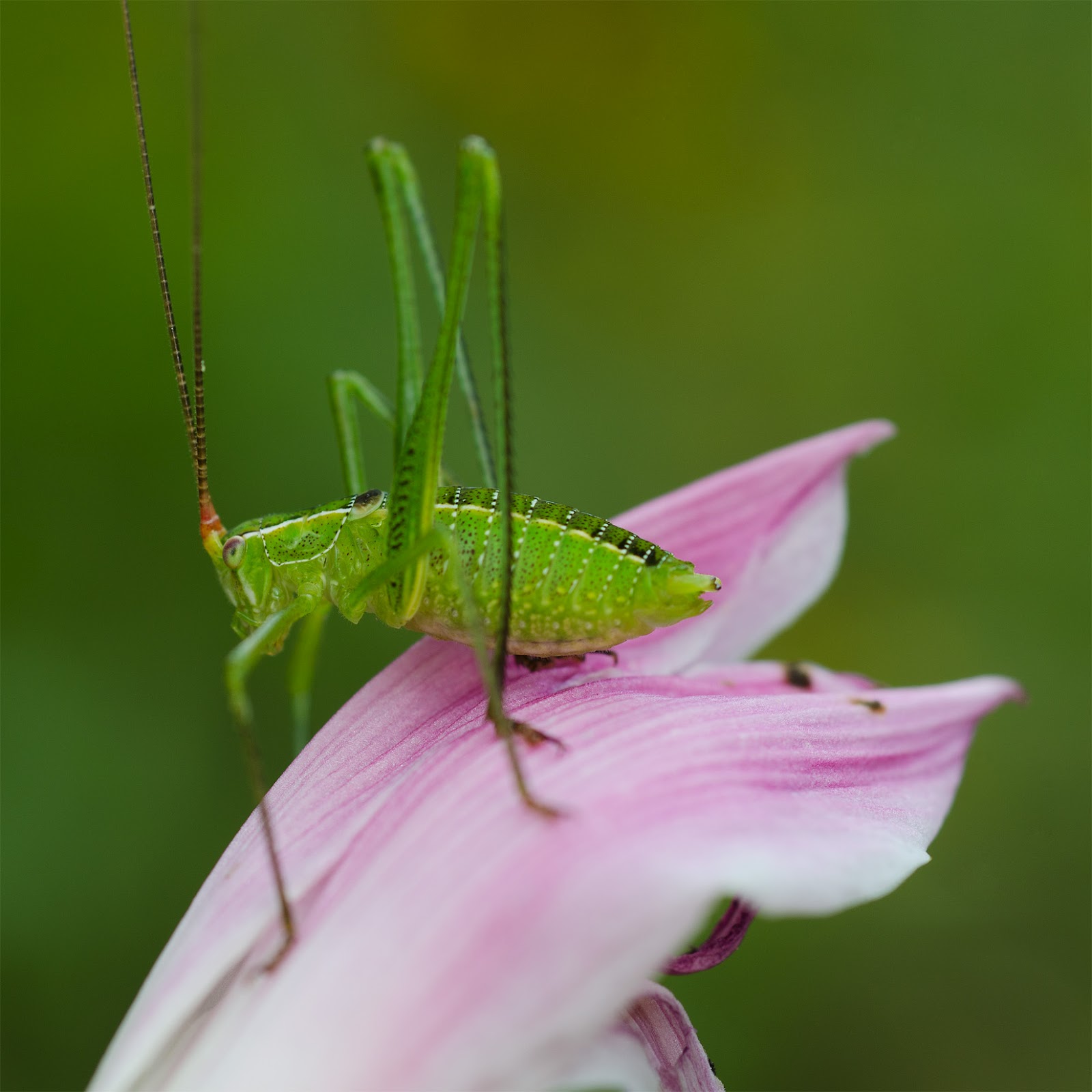 The Creek Journal: May Waters--May Lives