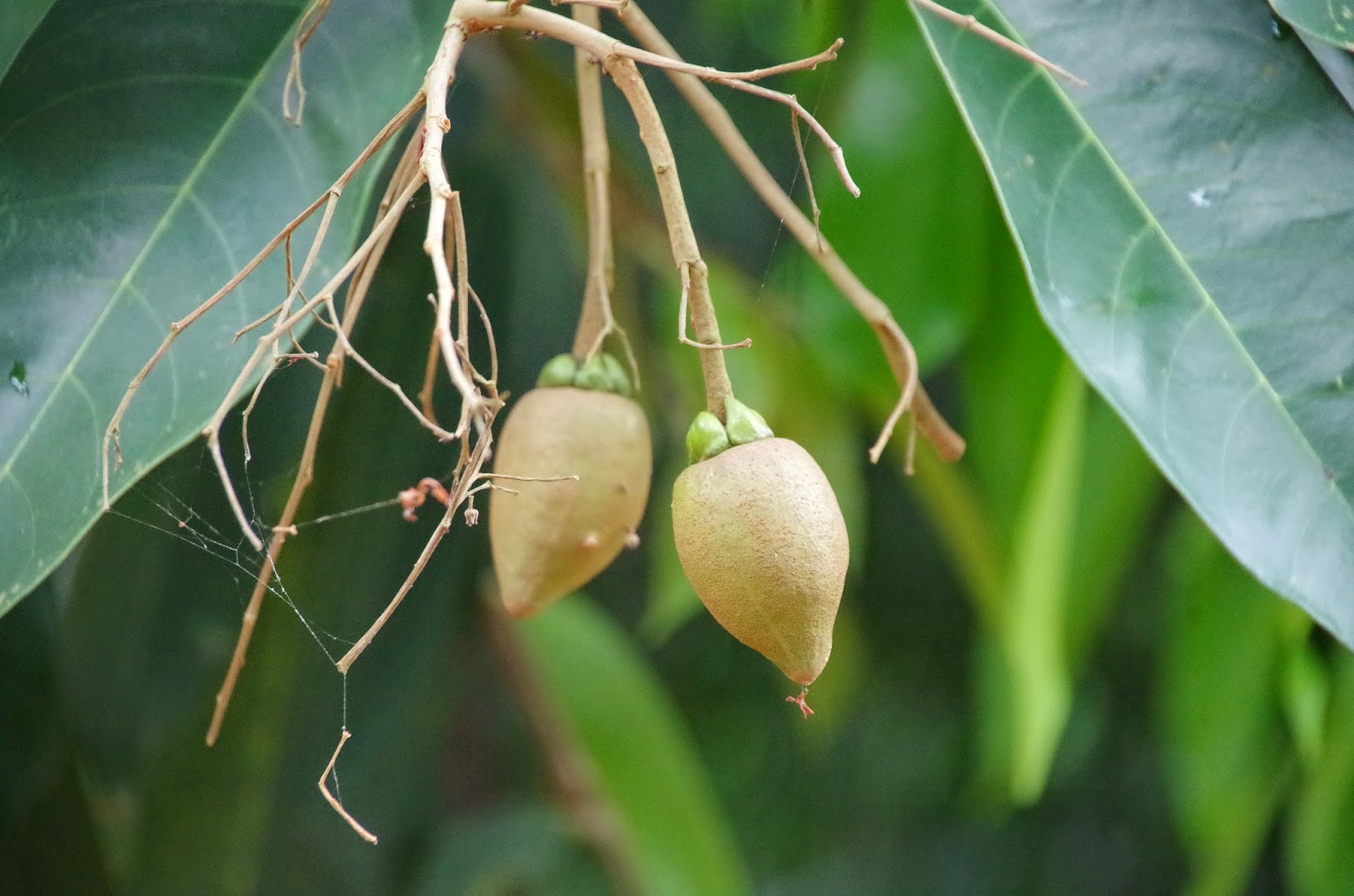 Trees and Plants: Resak Irian (Vatica Rassak)